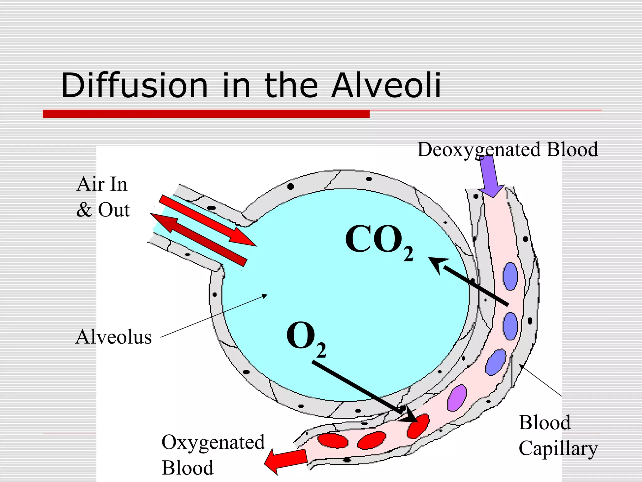 10. Respiration in Organism by Dilip Kumar Chandra | PPT