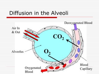Respiration and breathing nitin | PPT