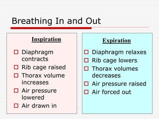 Respiration and breathing nitin | PPT