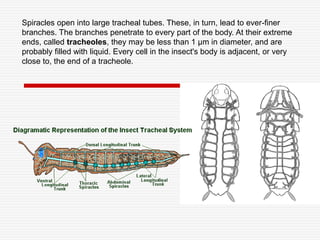 Respiration and breathing nitin | PPT