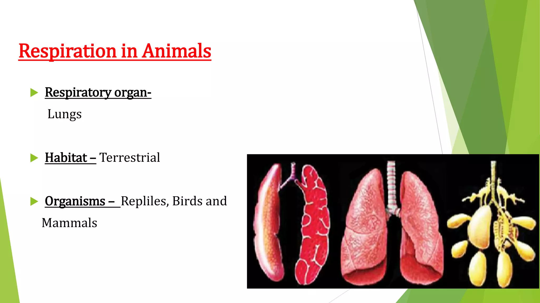Respiration and circulation | PPTX