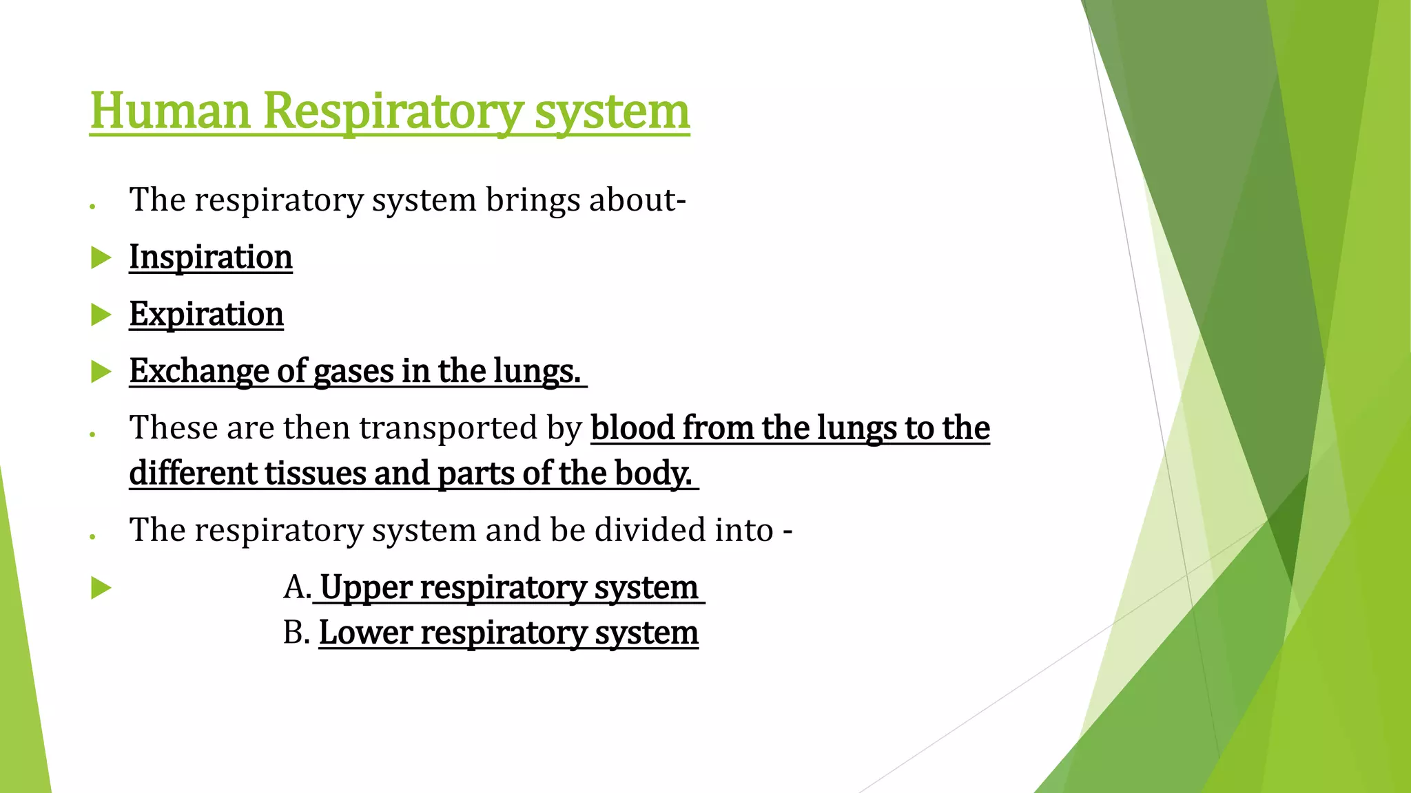Respiration and circulation | PPTX
