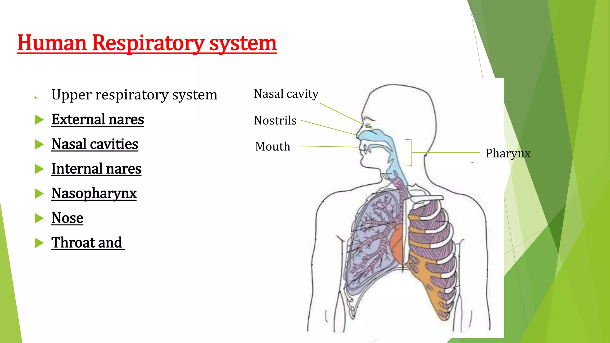 Respiration and circulation | PPTX