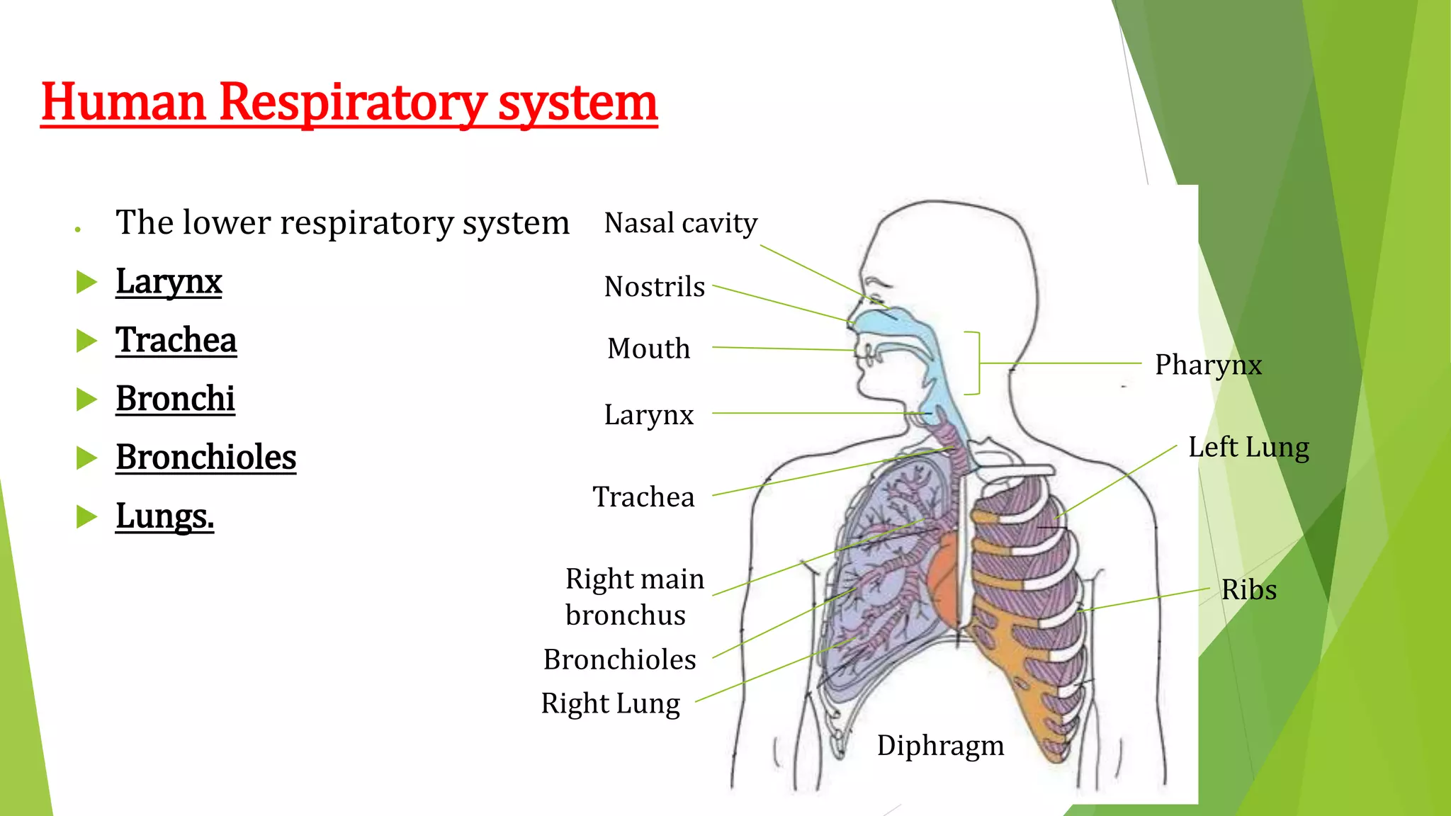Respiration and circulation | PPTX