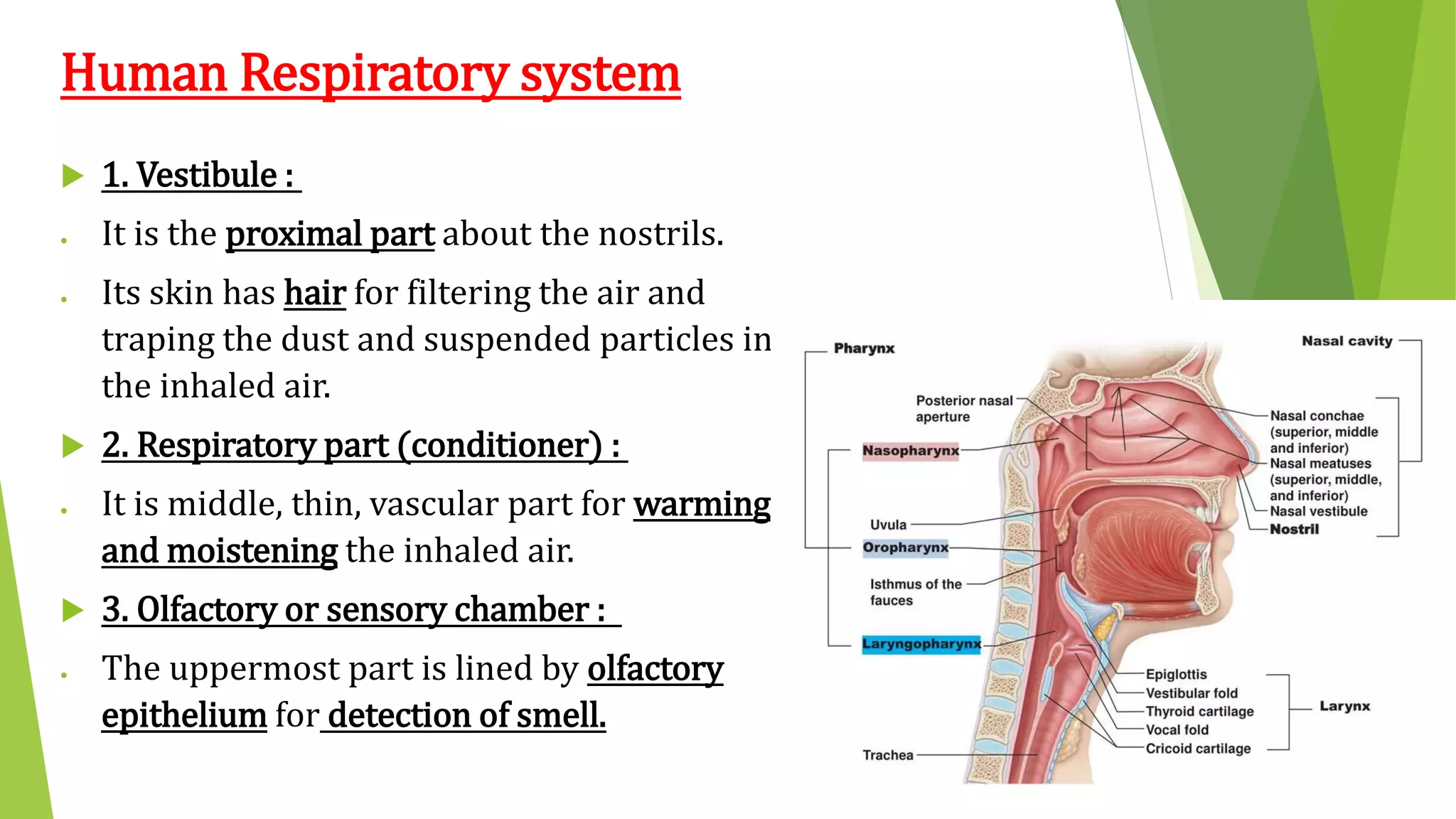 Respiration and circulation | PPTX