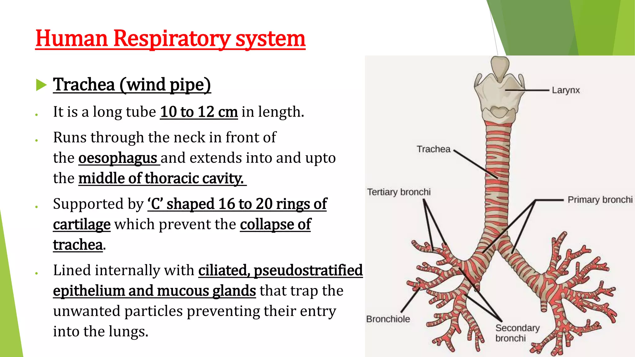 Respiration and circulation | PPTX