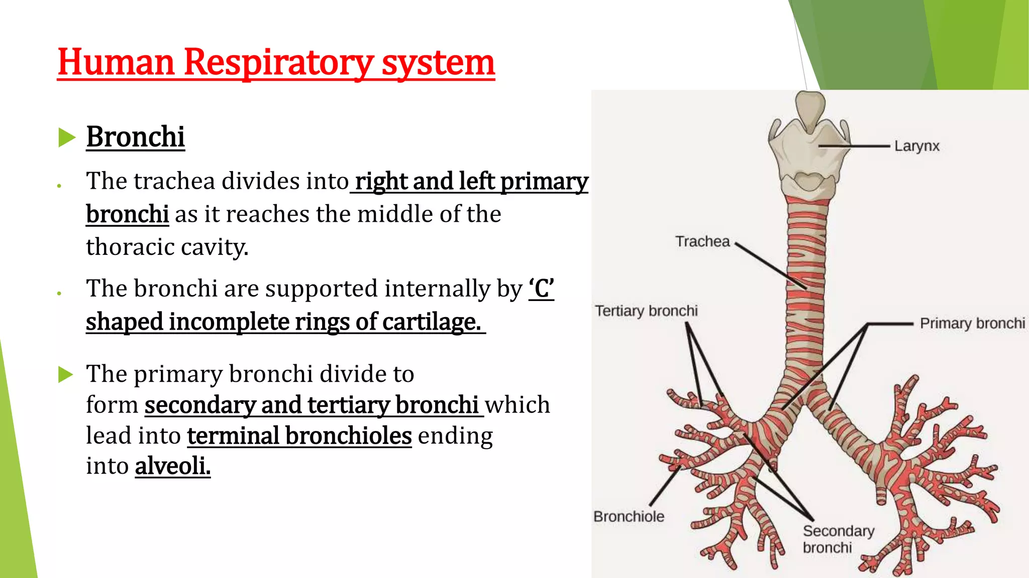 Respiration and circulation | PPTX
