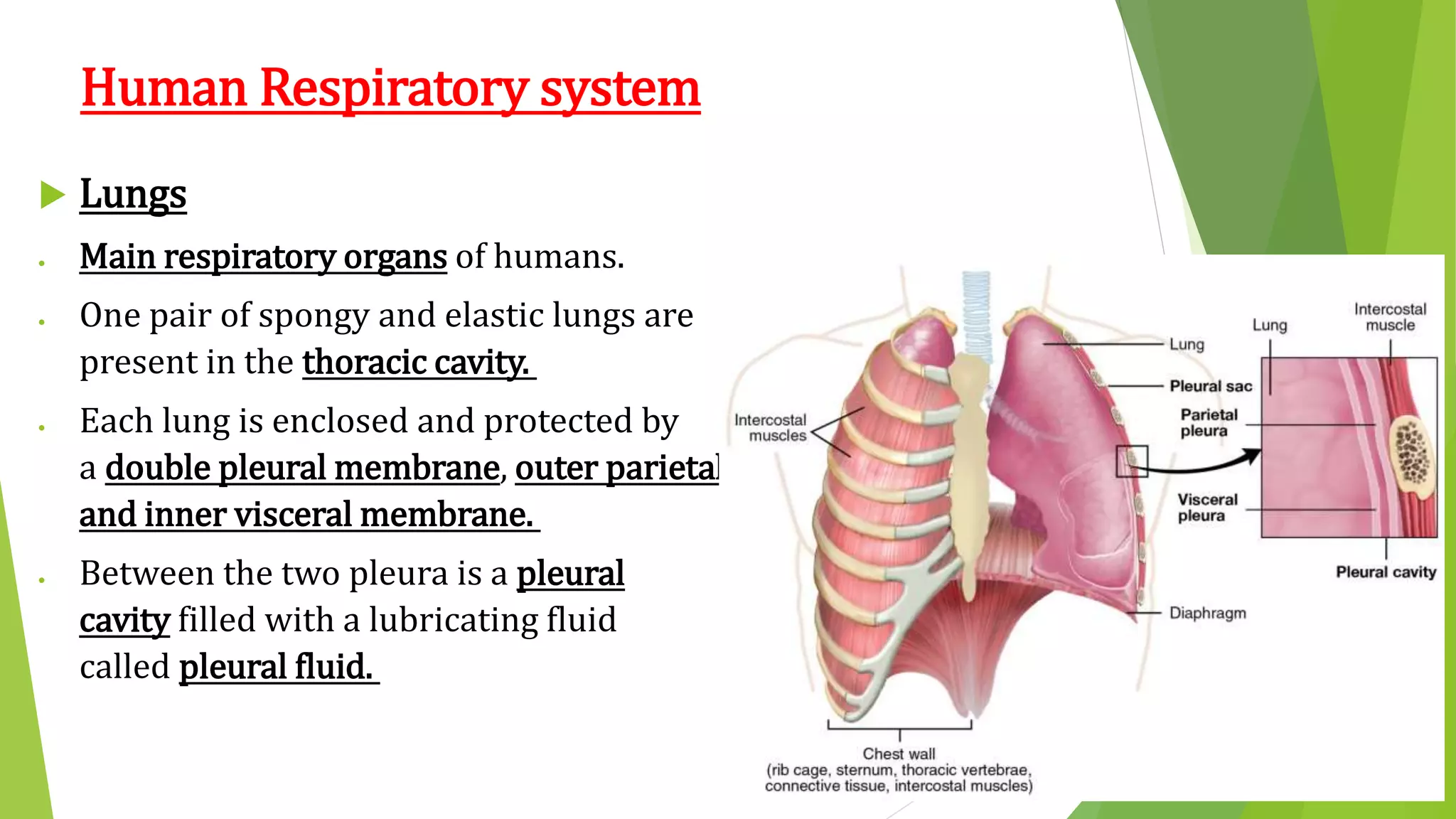 Respiration and circulation | PPTX