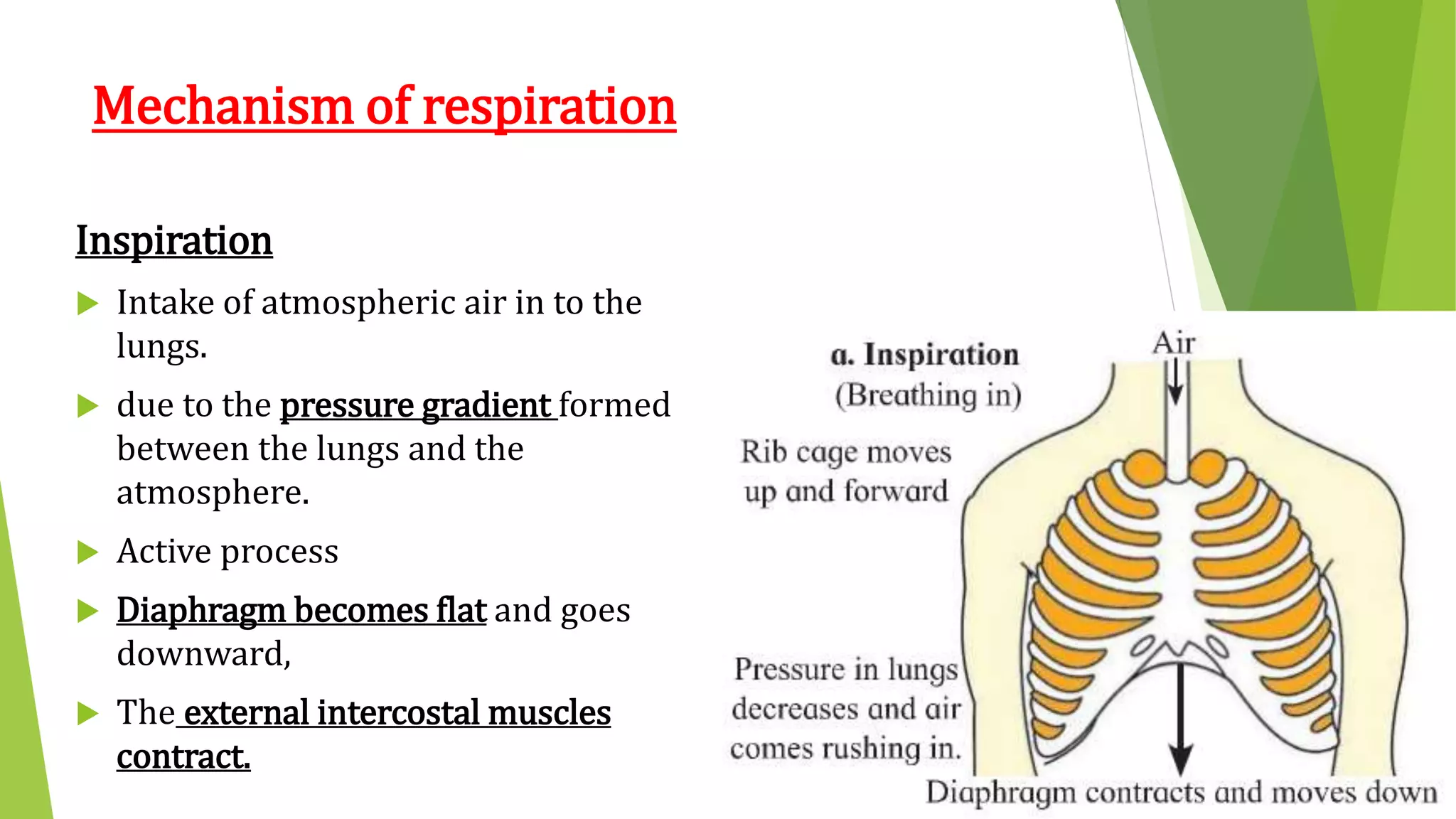 Respiration and circulation | PPTX