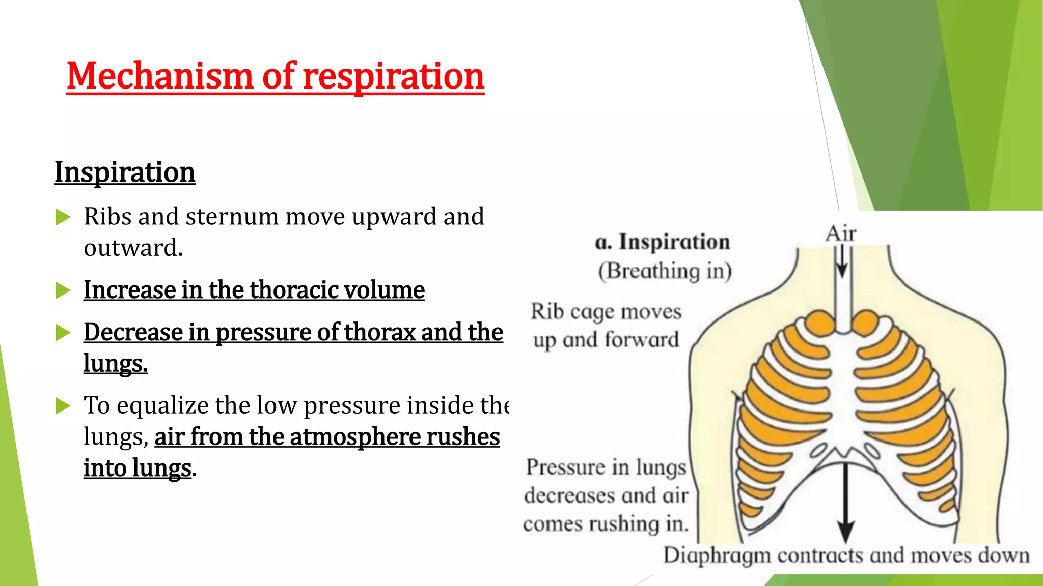Respiration and circulation | PPTX