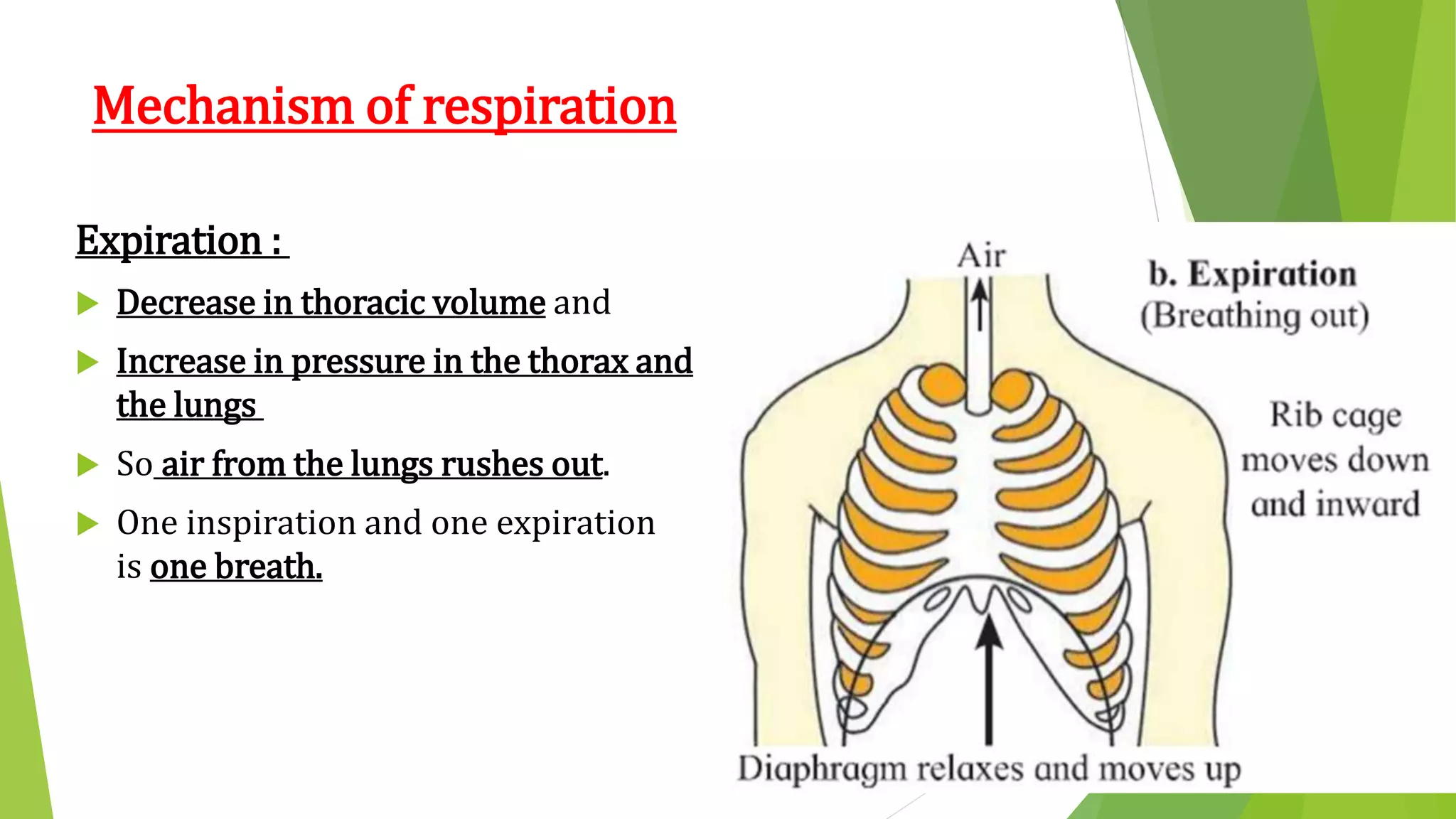 Respiration and circulation | PPTX
