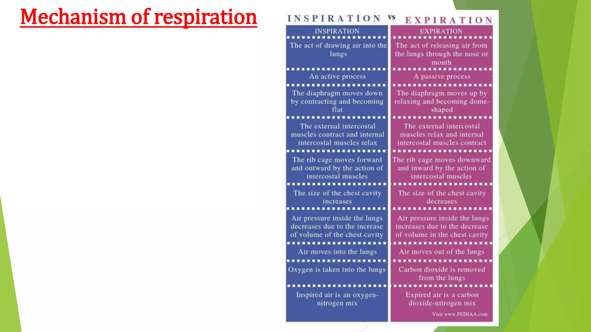 Respiration and circulation | PPTX