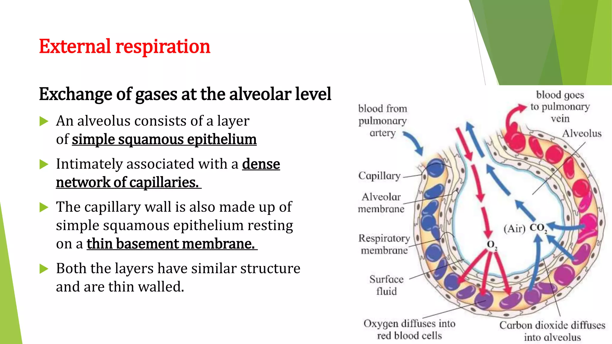 Respiration and circulation | PPTX