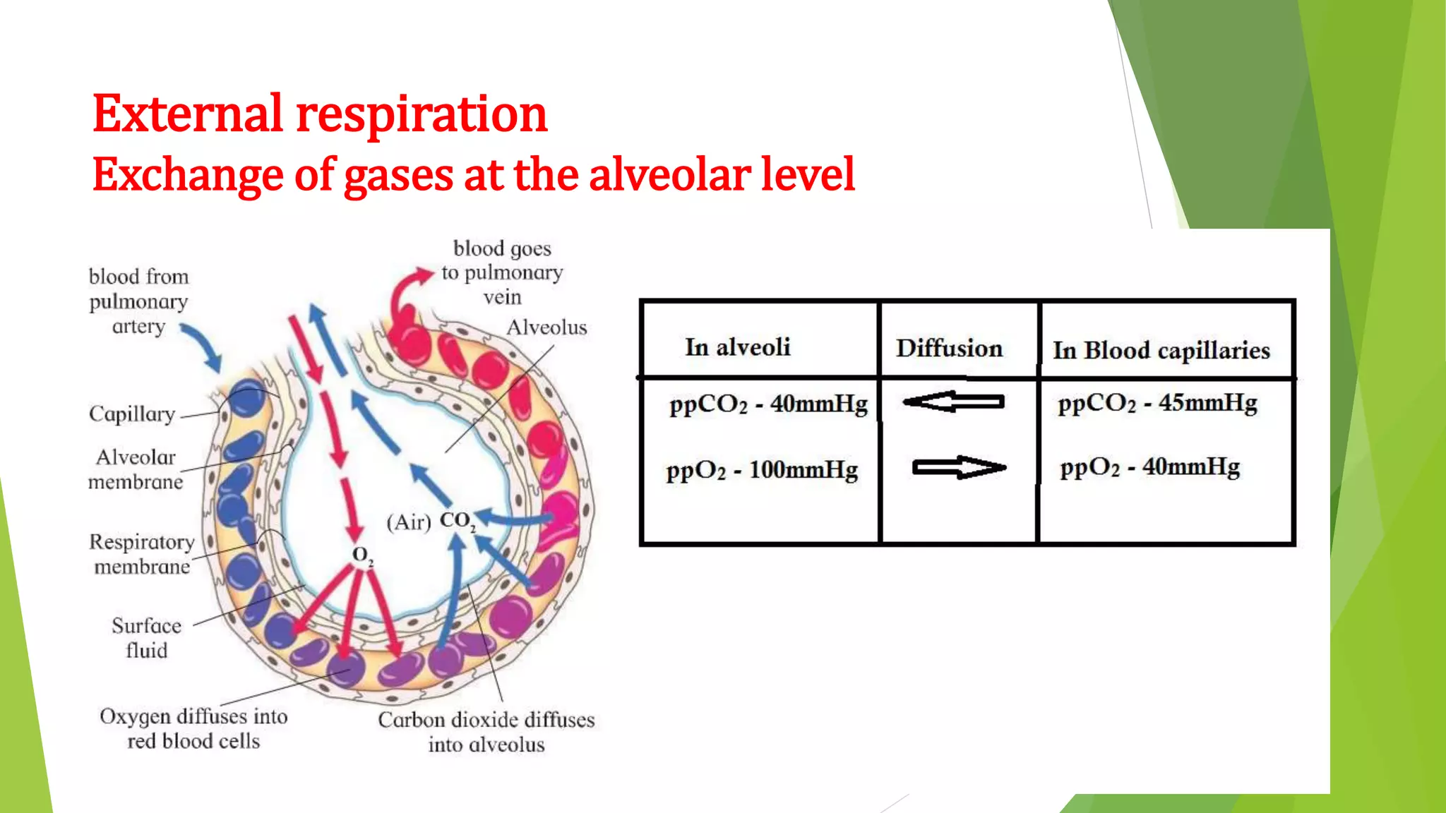 Respiration and circulation | PPTX