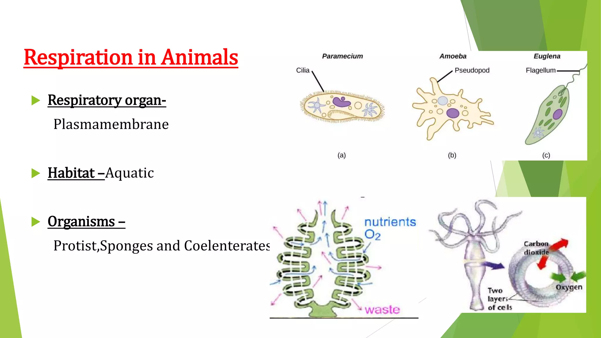 Respiration and circulation | PPTX