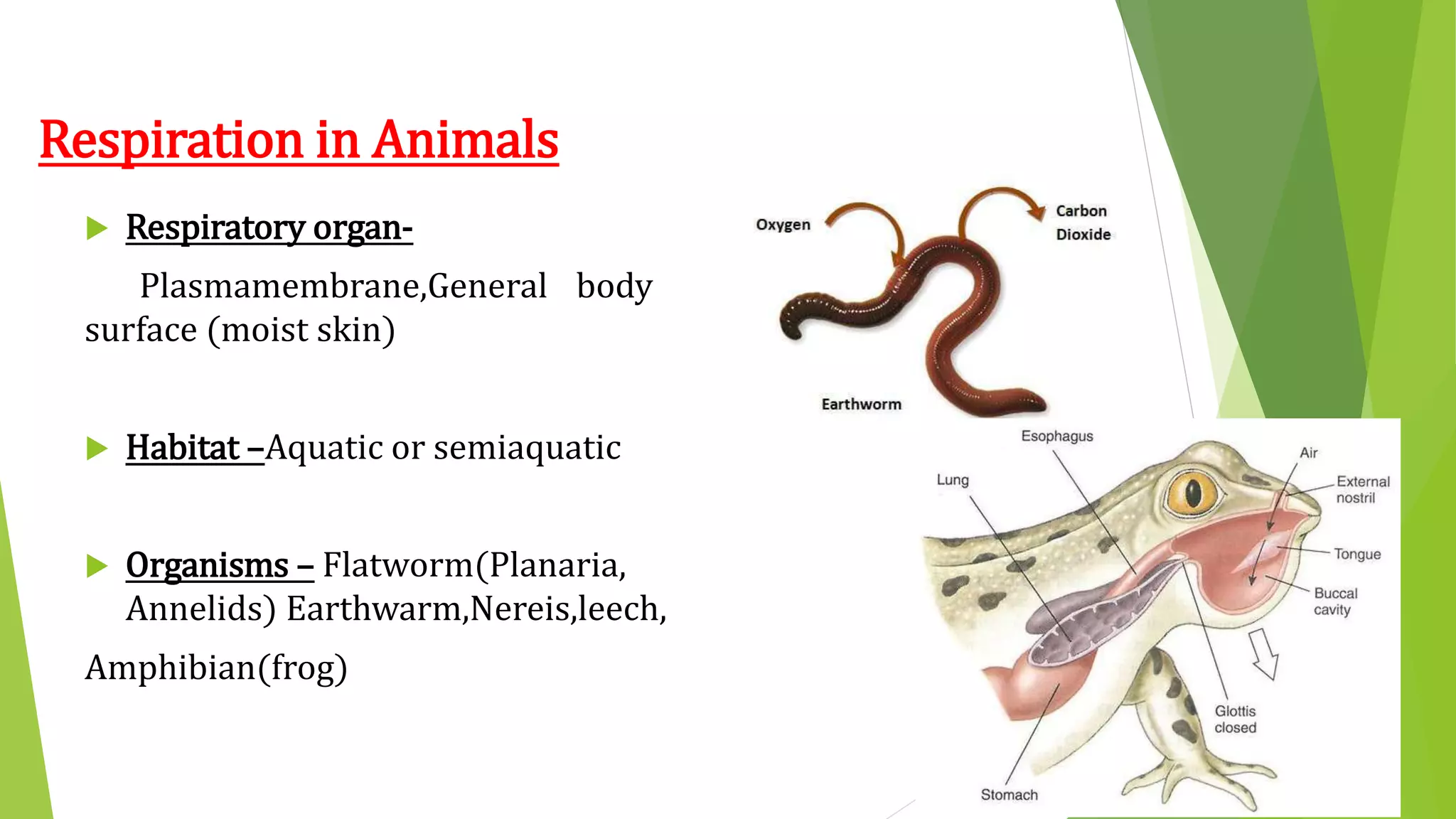 Respiration and circulation | PPTX
