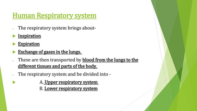 Respiration and circulation | PPTX