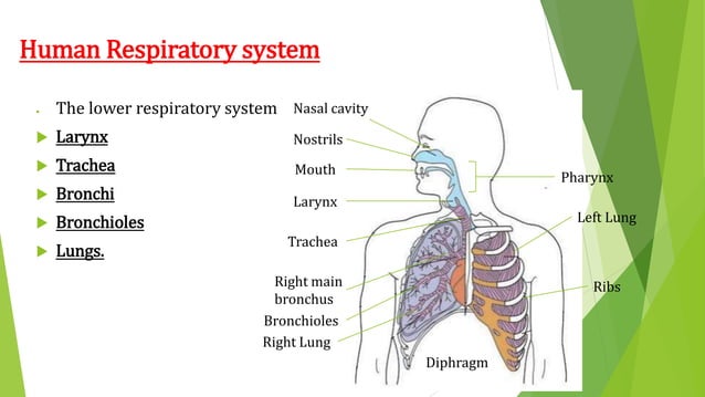 Respiration and circulation | PPTX