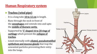 Respiration and circulation | PPTX