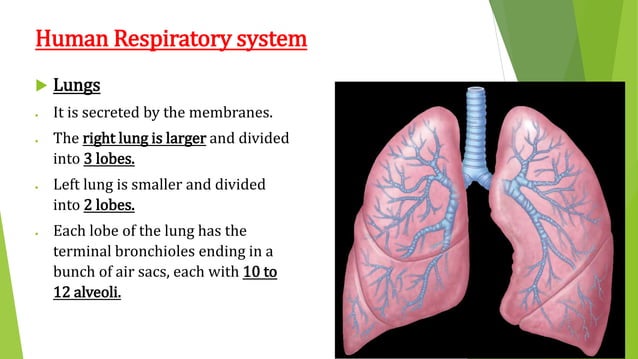 Respiration and circulation | PPTX