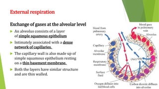 Respiration and circulation | PPTX