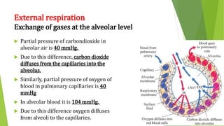Respiration and circulation | PPTX