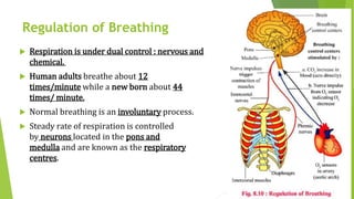 Respiration and circulation | PPTX