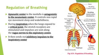 Respiration and circulation | PPTX