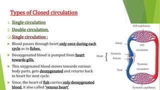 Respiration and circulation | PPTX