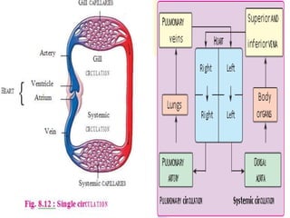 Respiration and circulation.pptx