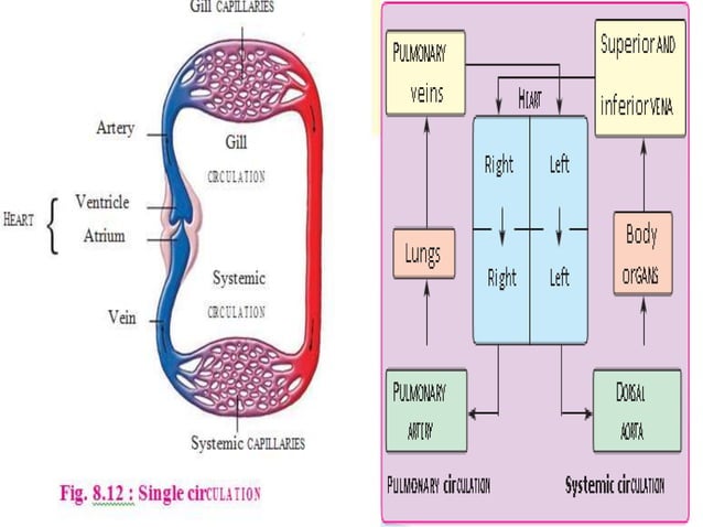 Respiration and circulation.pptx | Lung and Respiratory Health ...
