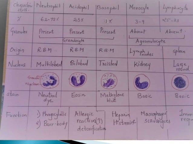 Respiration and circulation.pptx | Lung and Respiratory Health ...