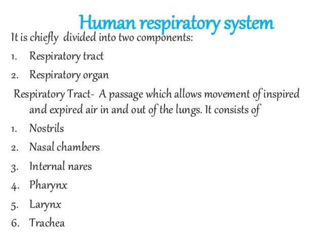 Respiration and circulation.pptx | Lung and Respiratory Health ...
