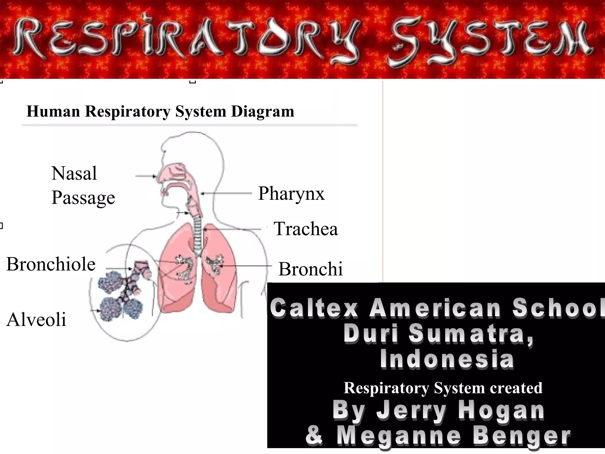Respiration and circulation in human body | PPT