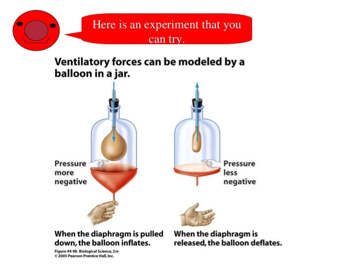 Respiration and circulation in human body