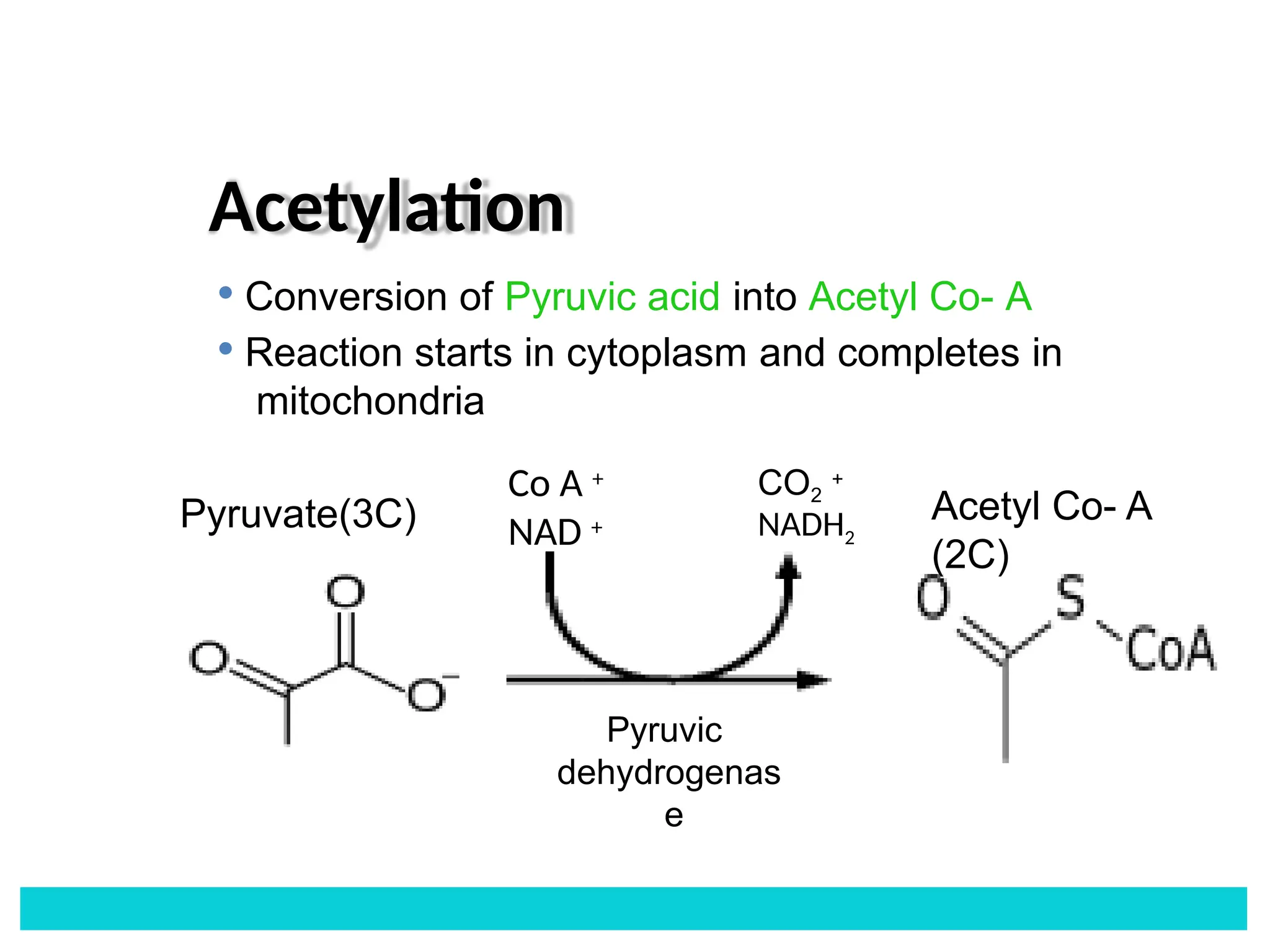 respiration and photosynthesis Lecture.pptx