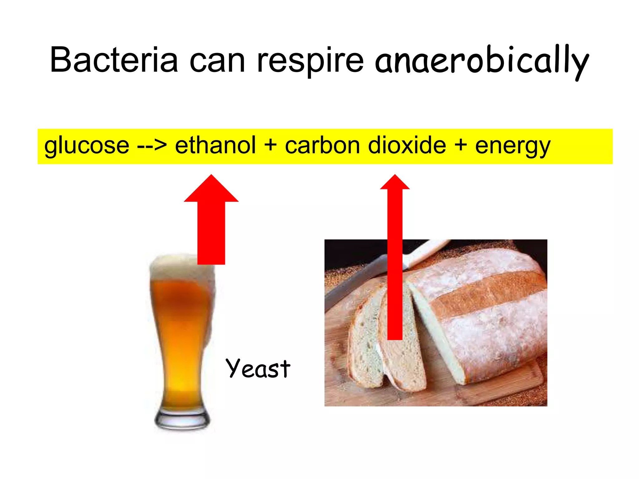 Respiration and the respiratory system revision | PPTX