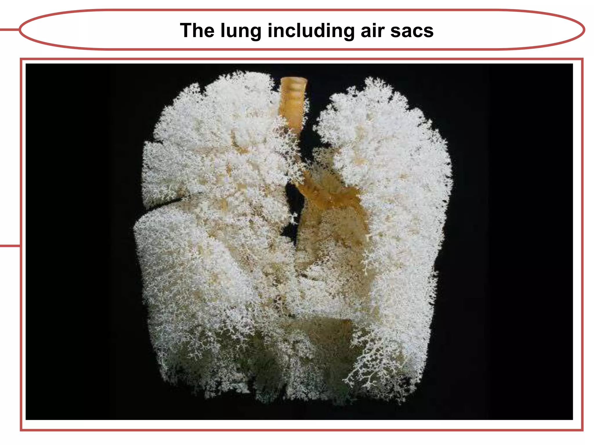 Respiration and the respiratory system revision | PPTX