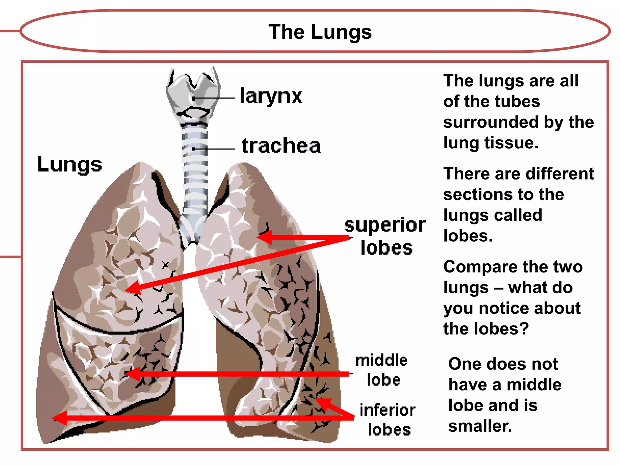 Respiration and the respiratory system revision | PPTX