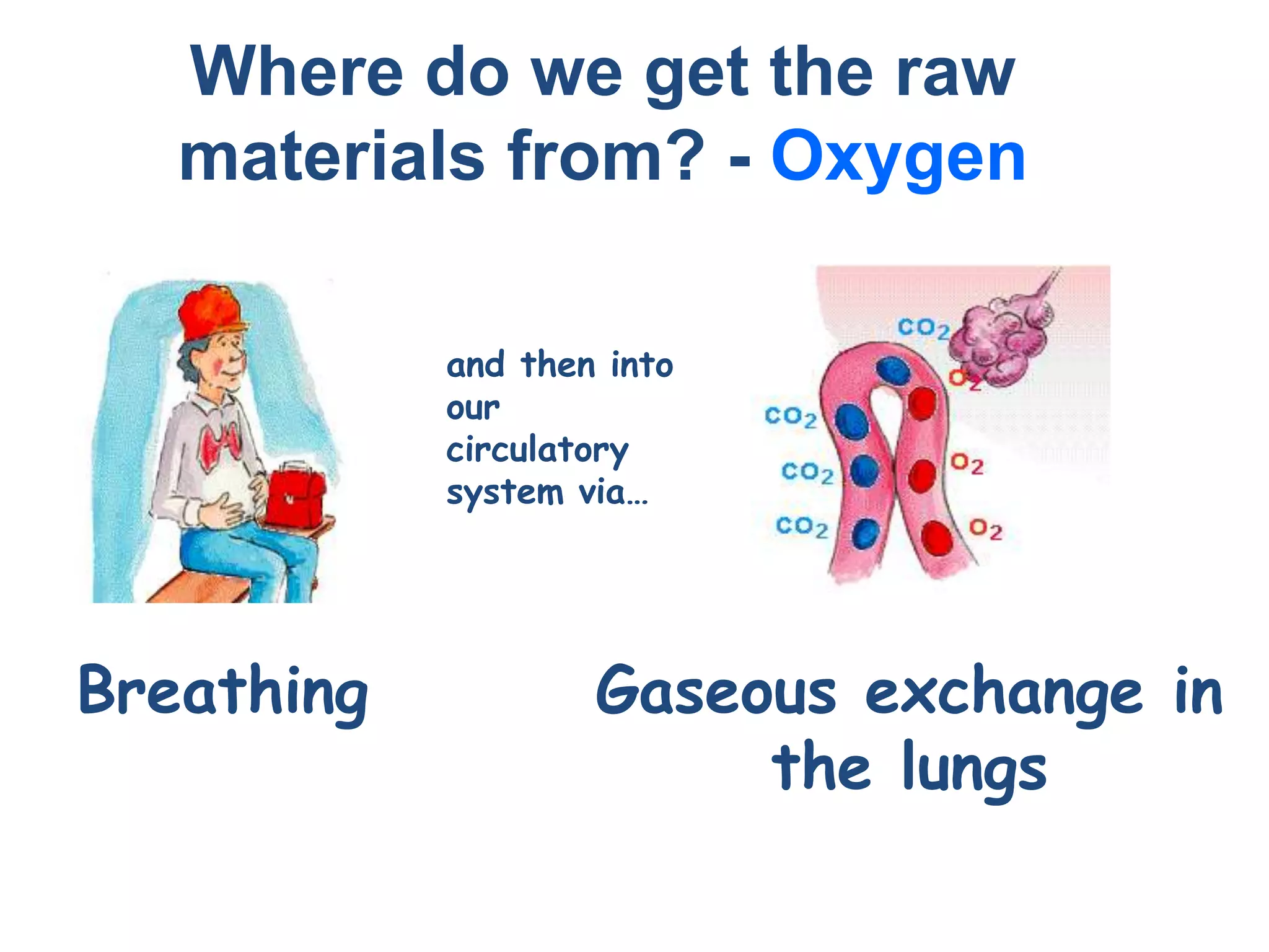 Respiration and the respiratory system revision | PPTX