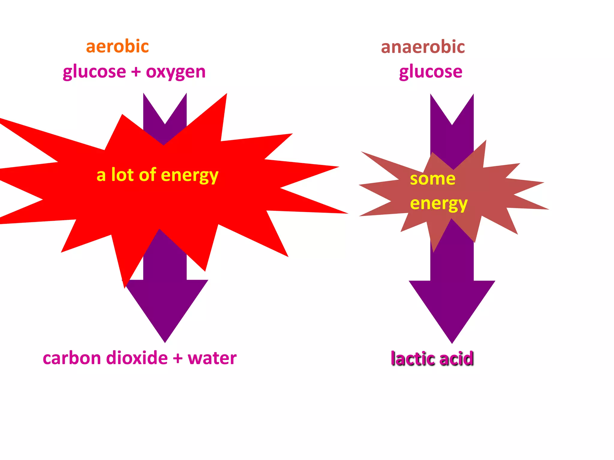 Respiration and the respiratory system revision | PPTX