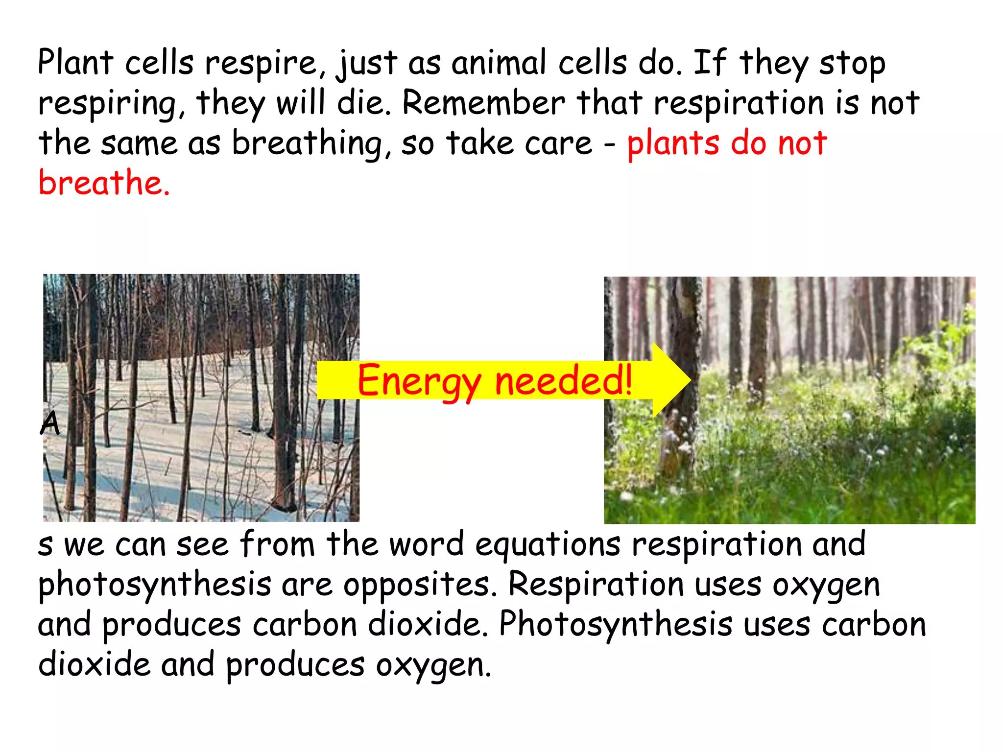 Respiration and the respiratory system revision | PPTX