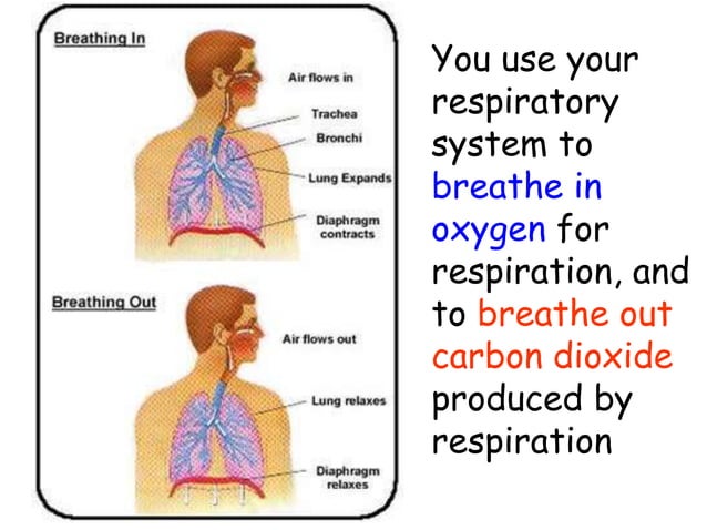Respiration and the respiratory system revision | PPT