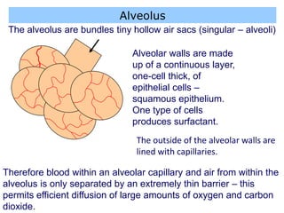 Respiration and the respiratory system revision | PPT