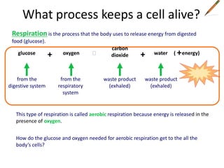 Respiration and the respiratory system revision | PPTX