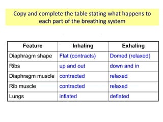 Respiration and the respiratory system revision | PPT