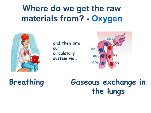 Respiration and the respiratory system revision | PPT