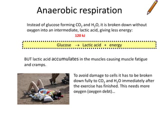 Respiration and the respiratory system revision | PPT
