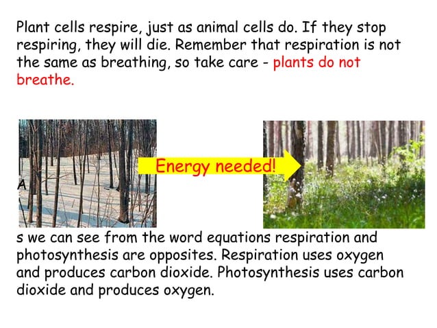 Respiration and the respiratory system revision | PPT