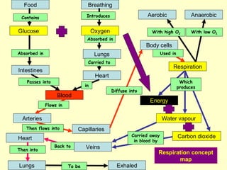 Respiratory System Concept Map